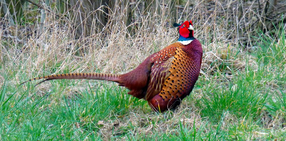 Natura - Reggia di Monza
